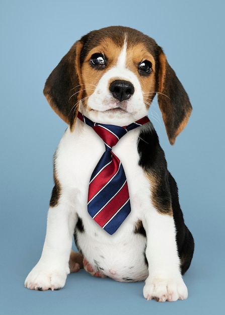 Biznesowy Beagle Szczeniak Jest Ubranym Krawat | Darmowe Zdjęcie Biznesowy Beagle Szczeniak Jest Ubranym Krawat | Darmowe Zdjęcie