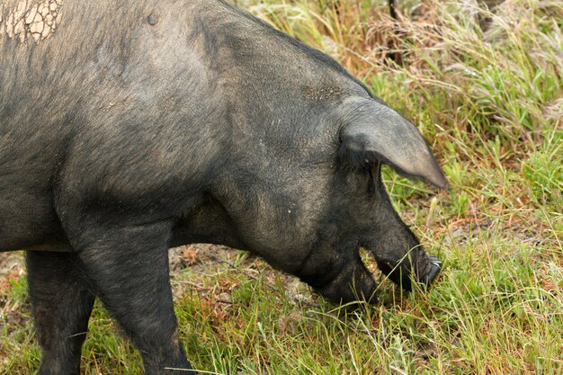 Cerdos ibéricos pastando | Foto Premium Cerdos ibéricos pastando | Foto Premium