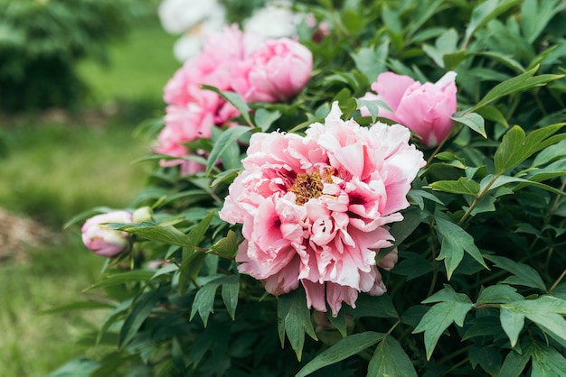 Flor de peonía rosa paeonia lactiflora peonía china o peonía de jardín ... Flor de peonía rosa paeonia lactiflora peonía china o peonía de jardín ...