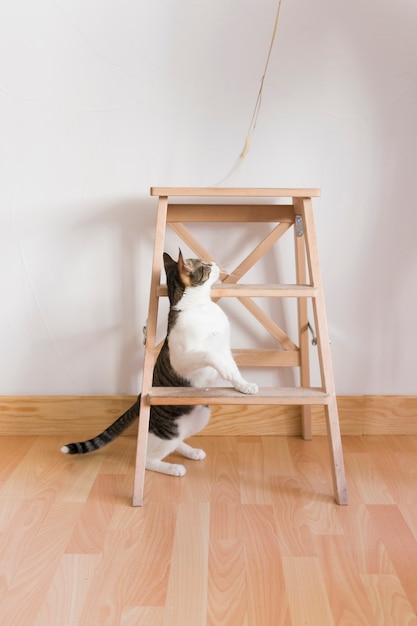 Gato jugando con paja | Foto Premium Gato jugando con paja | Foto Premium