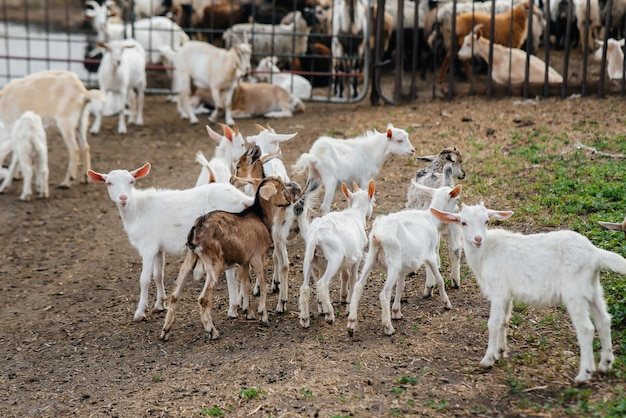 Pastando un rebaño de cabras y ovejas al aire libre en el rancho ... Pastando un rebaño de cabras y ovejas al aire libre en el rancho ...