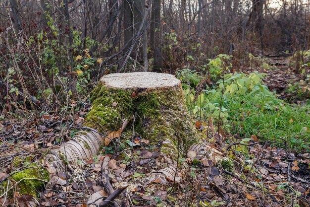 Tocón de árbol de álamo temblón en la deforestación del bosque | Foto ... Tocón de árbol de álamo temblón en la deforestación del bosque | Foto ...