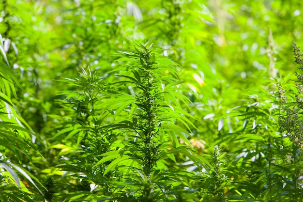 Campo di marijuana verde, campo di cannabis, hashish, cannabis sfondo ... Campo di marijuana verde, campo di cannabis, hashish, cannabis sfondo ...
