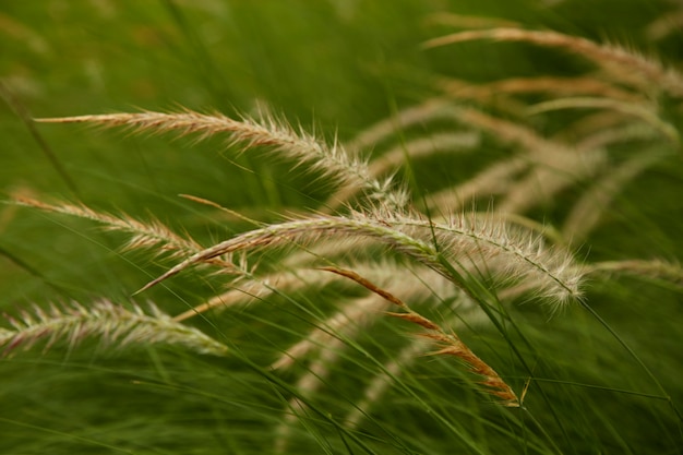 A flor da grama | Foto Premium A flor da grama | Foto Premium