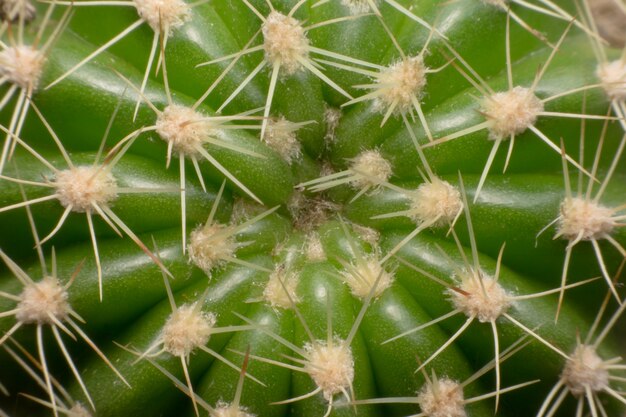 Espinhos de cacto. espinhos de cacto macro. fechar-se | Foto Premium Espinhos de cacto. espinhos de cacto macro. fechar-se | Foto Premium