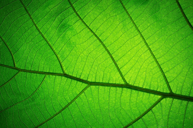 Folha textura padrão para fundo de primavera, textura de folhas verdes ... Folha textura padrão para fundo de primavera, textura de folhas verdes ...
