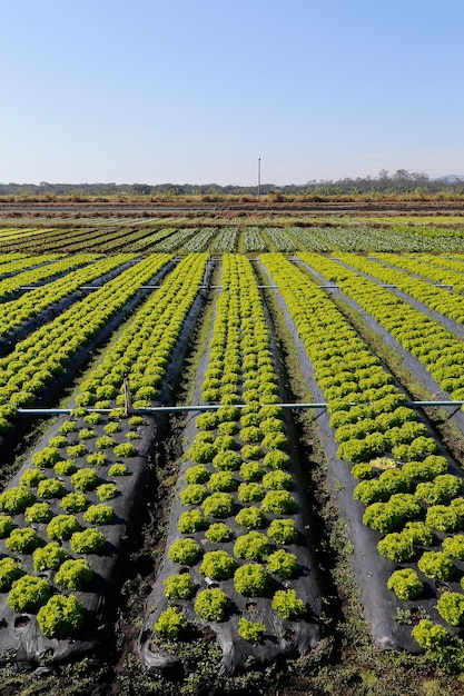 Visão geral da plantação de alface | Foto Premium Visão geral da plantação de alface | Foto Premium