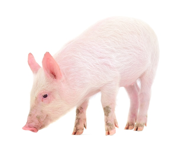 Schwein lokalisiert auf einem weißen hintergrund | Premium-Foto Schwein lokalisiert auf einem weißen hintergrund | Premium-Foto