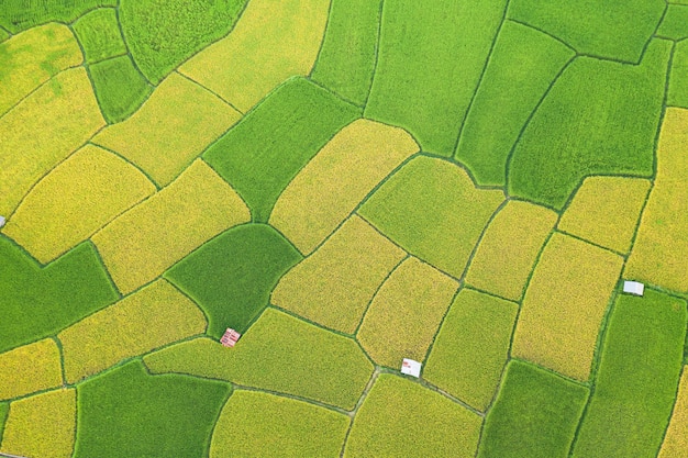 Premium Photo | Aerial view of the green and yellow rice field ... Premium Photo | Aerial view of the green and yellow rice field ...