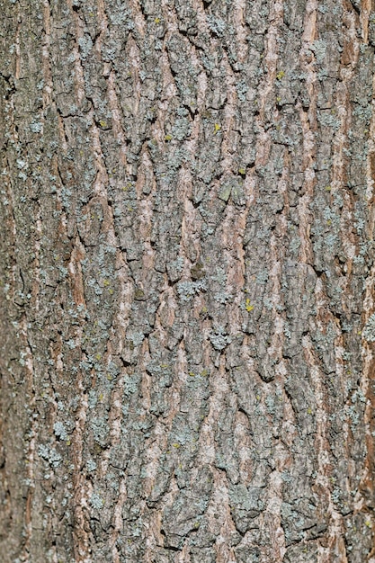 Premium Photo | Bark texture of pine tree Premium Photo | Bark texture of pine tree