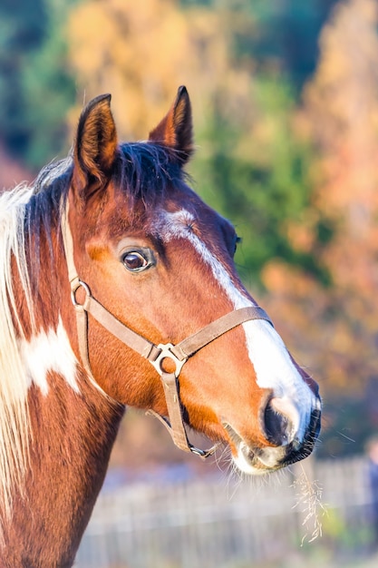 Premium Photo | Beautiful brown white horse Premium Photo | Beautiful brown white horse