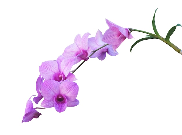 Premium Photo Branch Of Beautiful Pink Phalaenopsis Orchid Isolated