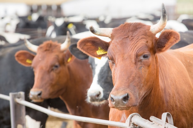 Premium Photo Breeding Raising Cattle On A Livestock Farm