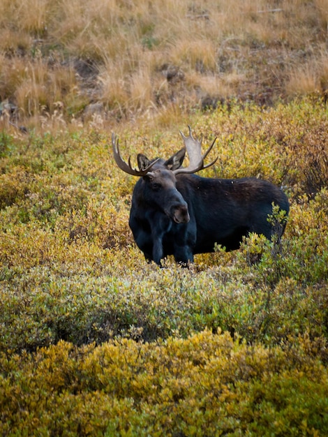 Premium Photo | Bull moose in colorado. Premium Photo | Bull moose in colorado.