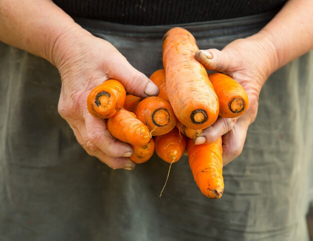 Premium Photo Bunch Of Carrots Pulled From The Vegetable Garden In