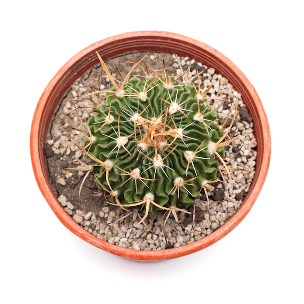 Premium Photo Cactus With Long Thorns In A Pot Isolated On White