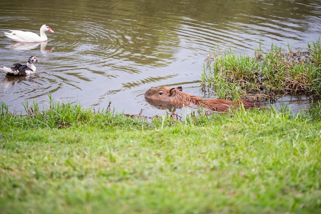 Premium Photo | Capybara on the lake with ducks Premium Photo | Capybara on the lake with ducks