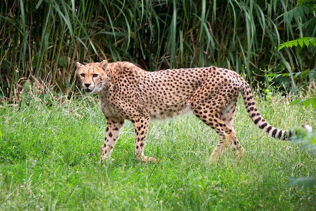 Premium Photo | Cheetah in a clearing Premium Photo | Cheetah in a clearing