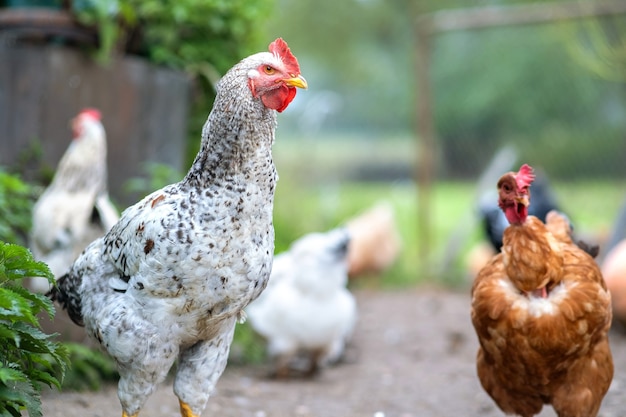 Premium Photo Chicken Feeding On Traditional Rural Barnyard Hens On Barn Yard In Eco Farm