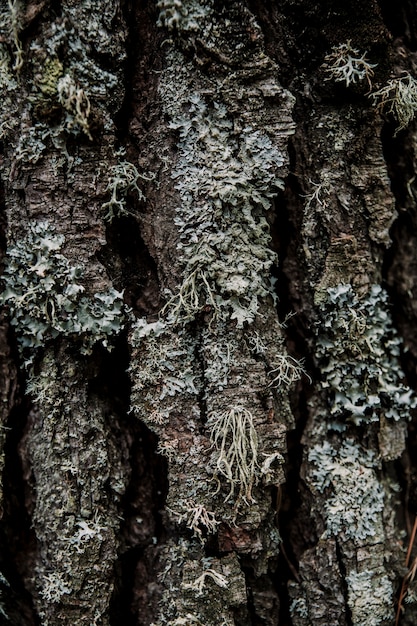 Free Photo | Close-up of a lichens growing on land Free Photo | Close-up of a lichens growing on land