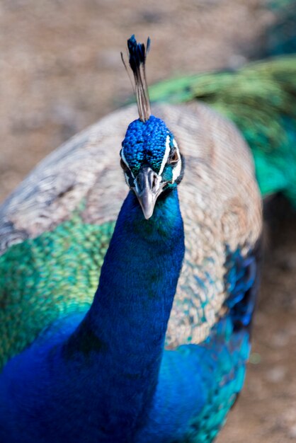 Premium Photo Close Up Of A Peacock Haleiwa North Shore Oahu Hawaii Usa