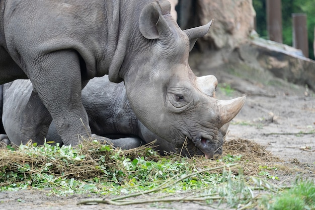 Free Photo Closeup Shot Of A Rhino Grazing On The Grass In Front Of It