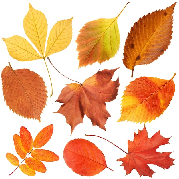 Premium Photo Collection Of Beautiful Colorful Autumn Leaves Isolated