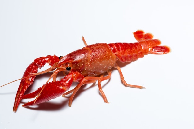 Premium Photo | Crayfish on a white background. Premium Photo | Crayfish on a white background.