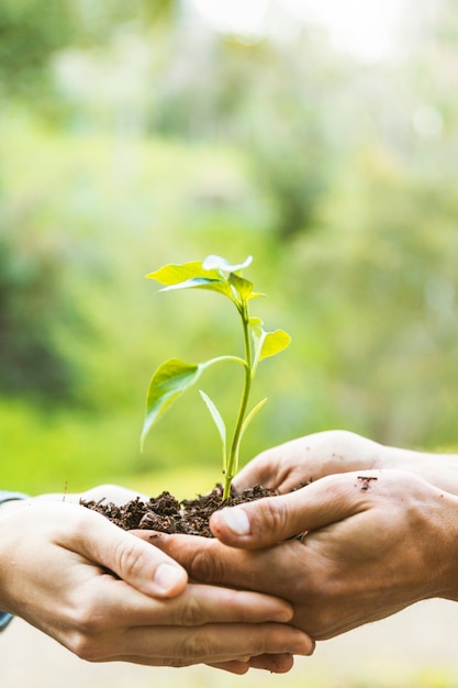 Premium Photo | Crop hands carrying plant Premium Photo | Crop hands carrying plant