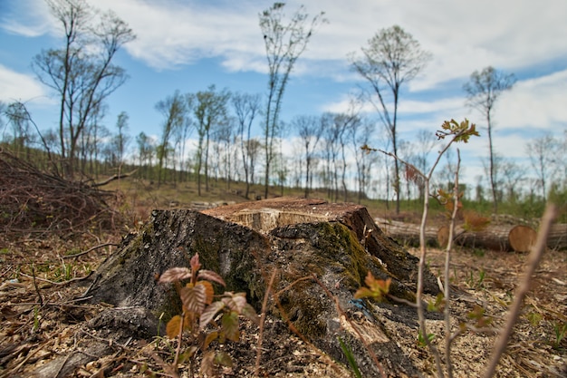 Premium Photo | Deforestation. problems of the planet's ecology ... Premium Photo | Deforestation. problems of the planet's ecology ...