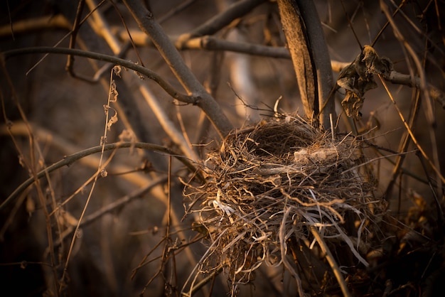 Premium Photo | An empty bird's nest on the branches of a tree close-up. Premium Photo | An empty bird's nest on the branches of a tree close-up.