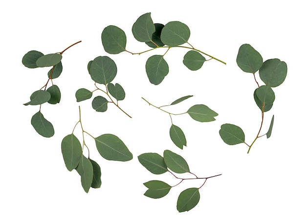 Premium Photo | Eucalyptus branches isolated on white background Premium Photo | Eucalyptus branches isolated on white background