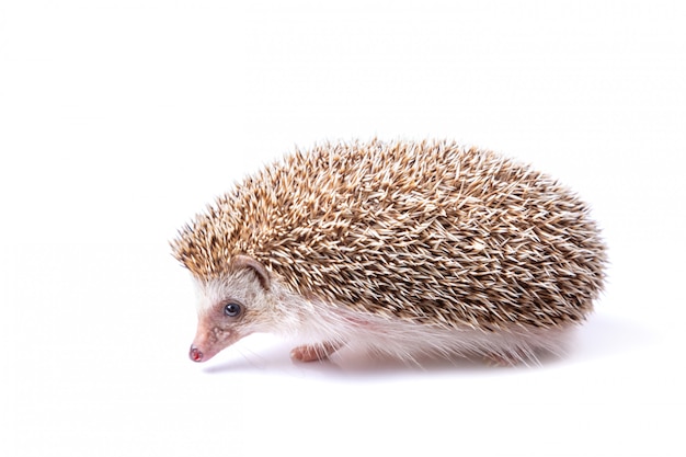 Premium Photo European Hedgehog Isolated On White Background