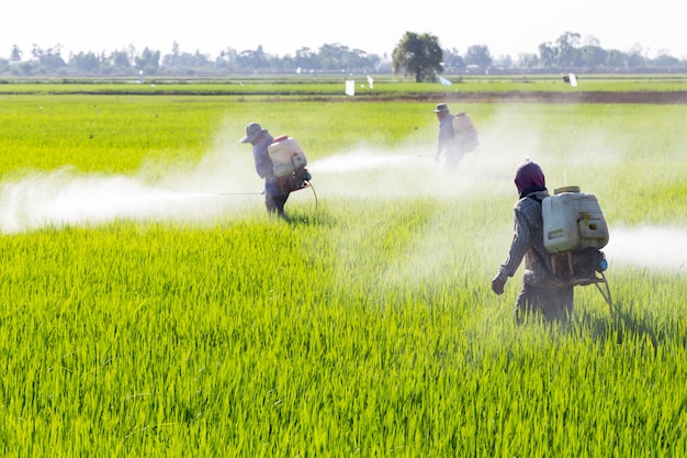 Premium Photo | Farmer spraying pesticide in the rice field Premium Photo | Farmer spraying pesticide in the rice field