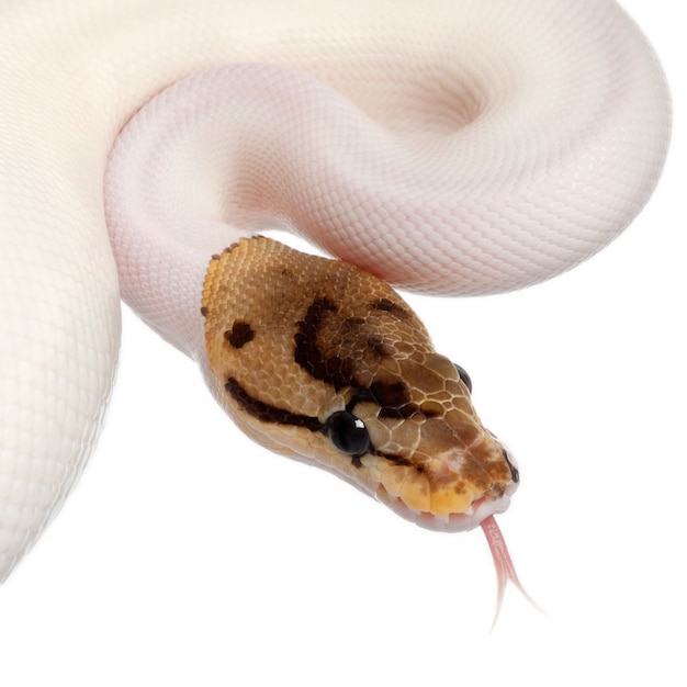 Premium Photo Female Pied Spider Royal Python Ball Python Python Regius Pied