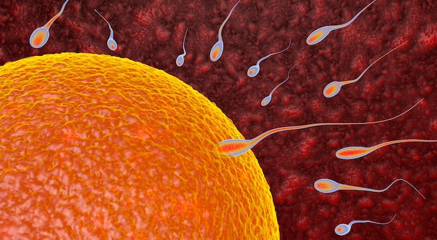 Premium Photo Fertilization Is The Fusion Of Haploid Gametes Egg And