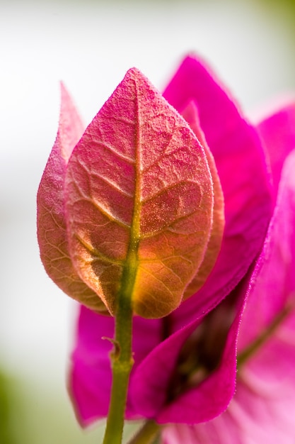 Free Photo | Flower petals close up Free Photo | Flower petals close up