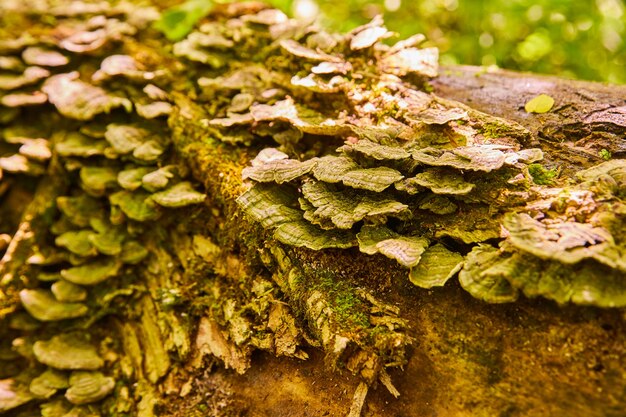 Premium Photo Image Of Macro Detail Of Shelf Fungus Growing On Tree Trunk