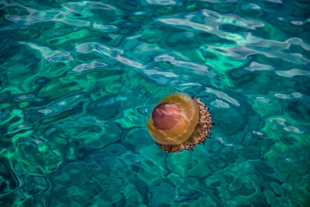 Premium Photo | Jellyfish in greece sea Premium Photo | Jellyfish in greece sea