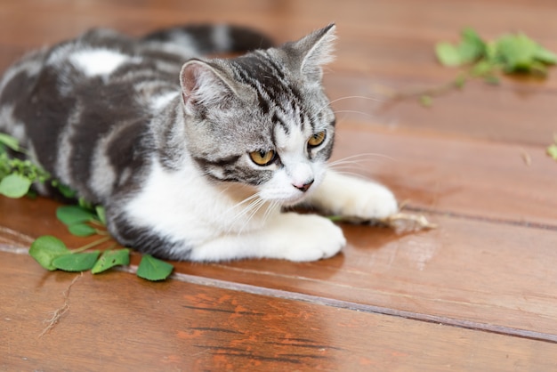 Premium Photo | Lovely tabby cat eating Premium Photo | Lovely tabby cat eating