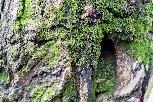 Free Photo | Moss on tree trunk Free Photo | Moss on tree trunk