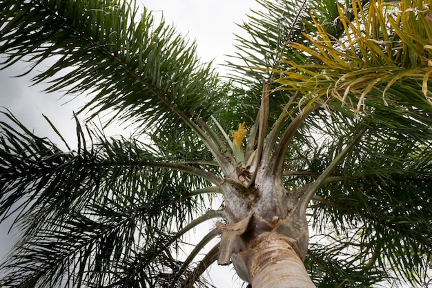 Premium Photo | Palm tree seen from below with sprouts in summer Premium Photo | Palm tree seen from below with sprouts in summer