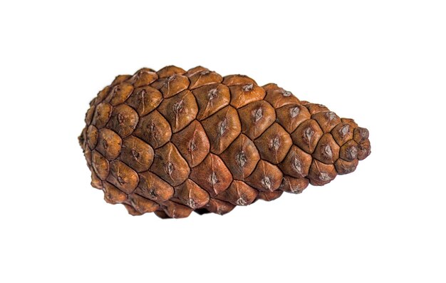 Premium Photo | Pine cone isolated on white Premium Photo | Pine cone isolated on white