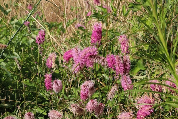 Premium Photo | Pink flowers of the great burnet pink tanna in city ... Premium Photo | Pink flowers of the great burnet pink tanna in city ...