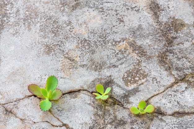 Premium Photo | Plant growing through crack in pavement. Premium Photo | Plant growing through crack in pavement.
