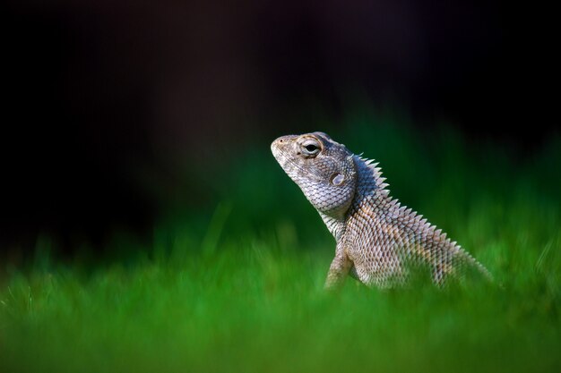 Premium Photo Portrait Of A Garden Lizard On The Grass