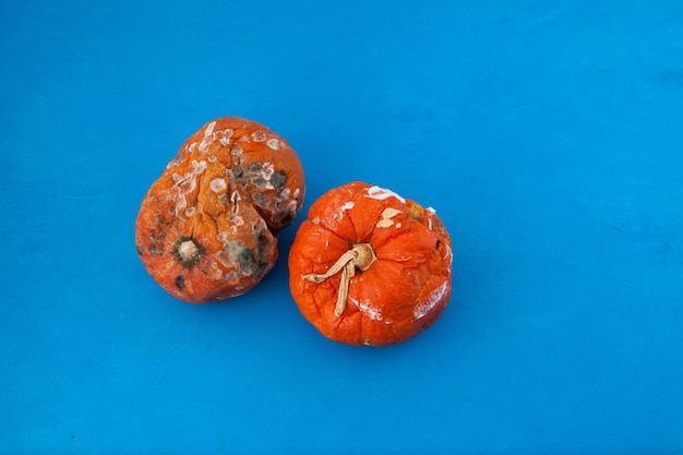 Premium Photo | Rotten spoiled pumpkins Premium Photo | Rotten spoiled pumpkins