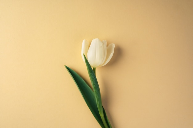 Premium Photo Single White Tulip Flower