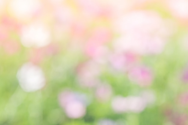 Premium Photo Soft Selective Focus Of Cosmos Blurry Flower For