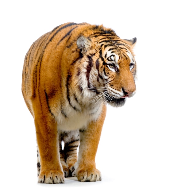 Premium Photo | Tiger standing up isolated. Premium Photo | Tiger standing up isolated.
